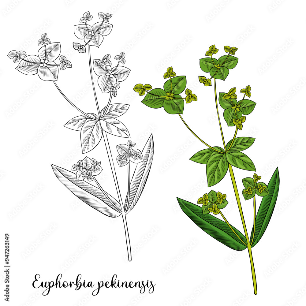 vector drawing plant of Peking spurge, Euphorbia pekinensis, herb of ...