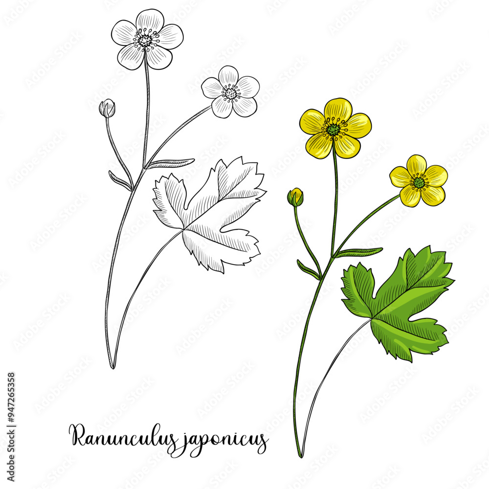 vector drawing flower of buttercup, Ranunculus japonicus hallucinogenic ...