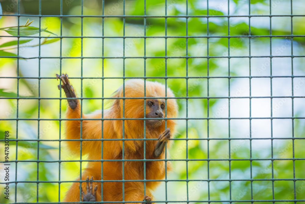 golden-headed lion tamarin (Leontopithecus rosalia) clings to the cage ...