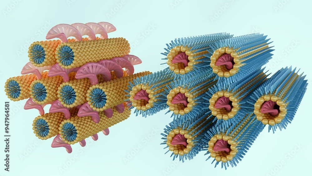 3d rendering of lamellar phase exhibits DNA rods intercalated between ...