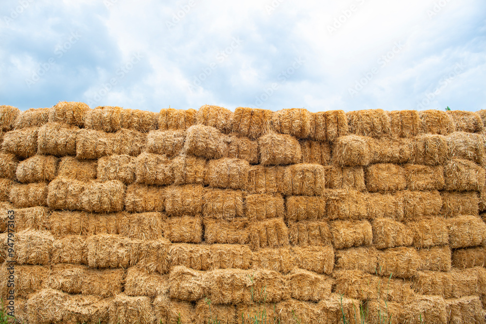 dried baled straw. Dry straw bale and agricultural byproducts. stacked ...