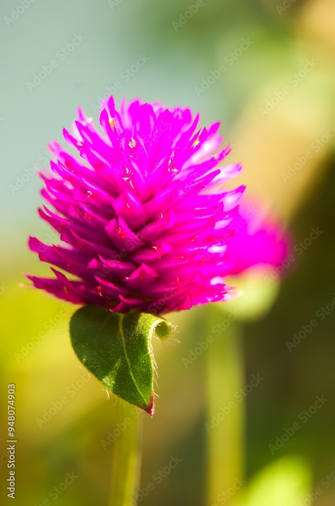 Macro Photo of Gomphrena globosa Flower, commonly known as globe ...