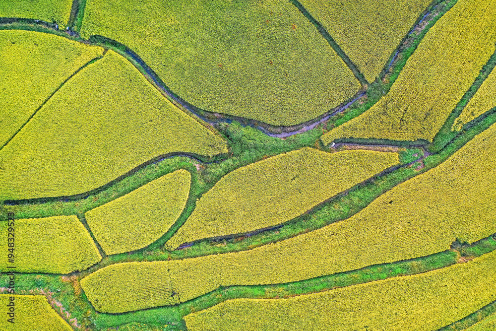 Aerial and top angle view of terraced golden rice paddy field before ...