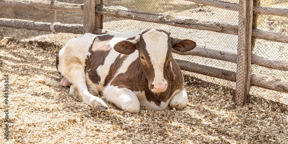Beautiful spotted bull, calf on the farm. Banner, background ...