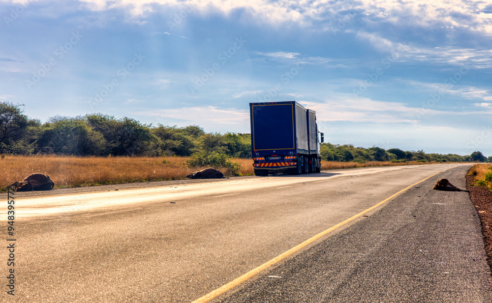 dead cow on the highway road, truck accident hitting animals on the ...