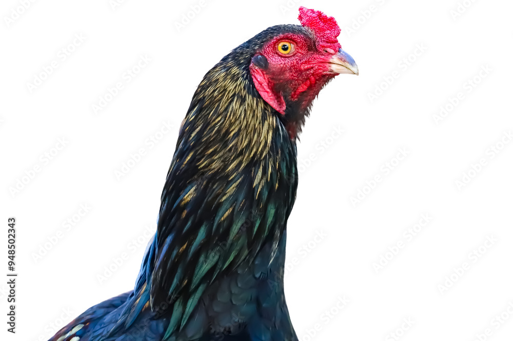 Aseel chicken head isolated on a transparent background PNG Stock Photo ...