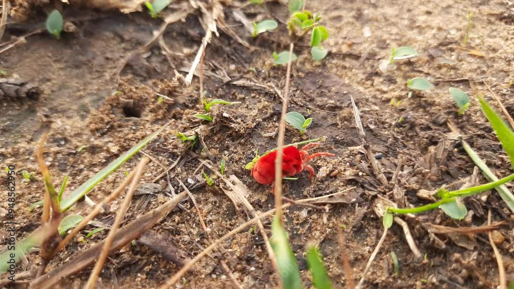 Trombidiidae bugs. Its other names red velvet mites, true velvet mites ...
