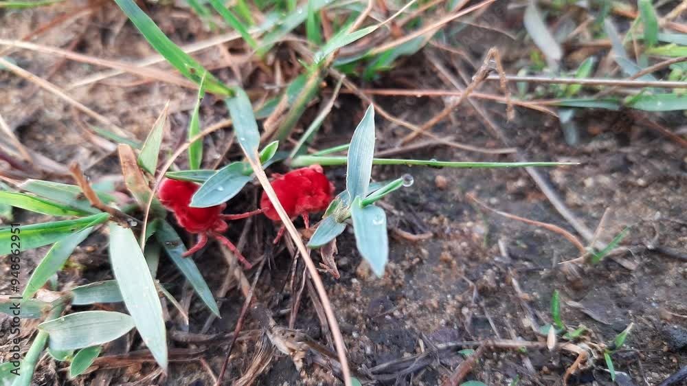 Trombidiidae bugs. Its other names red velvet mites, true velvet mites ...