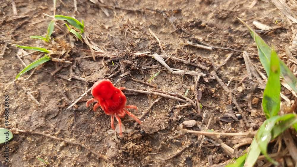 Trombidiidae bugs. Its other names red velvet mites, true velvet mites ...