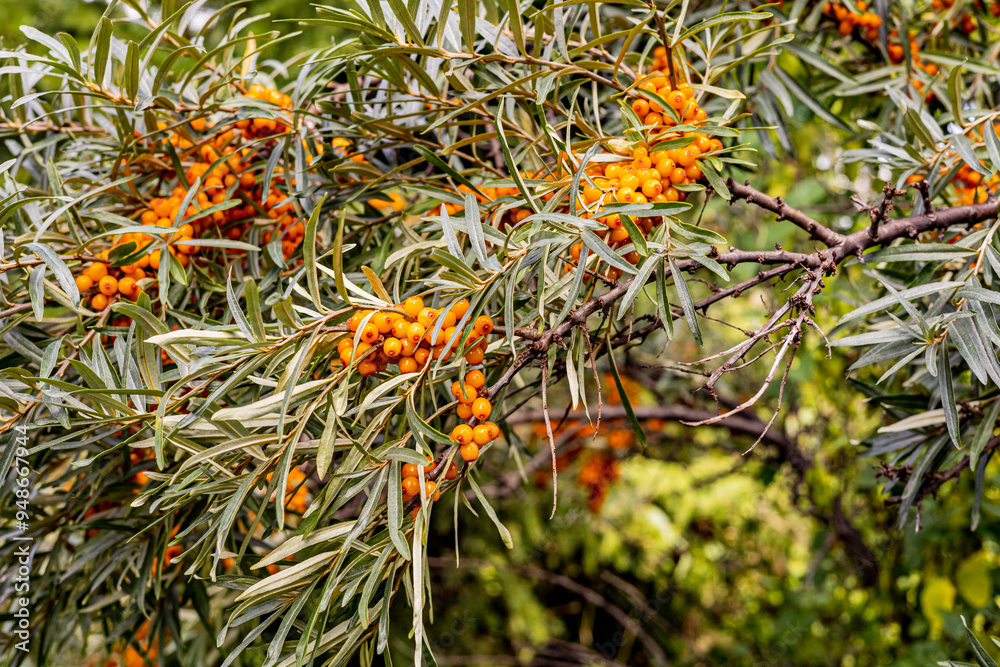 Sea buckthorn shrub with orange berries, Hippophae rhamnoides, a branch ...