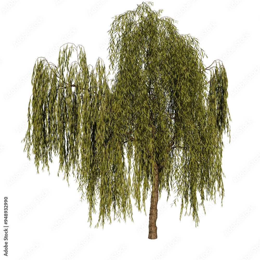Weeping Willow Deciduous Tree | High Resolution, Isolated, 3D Render ...