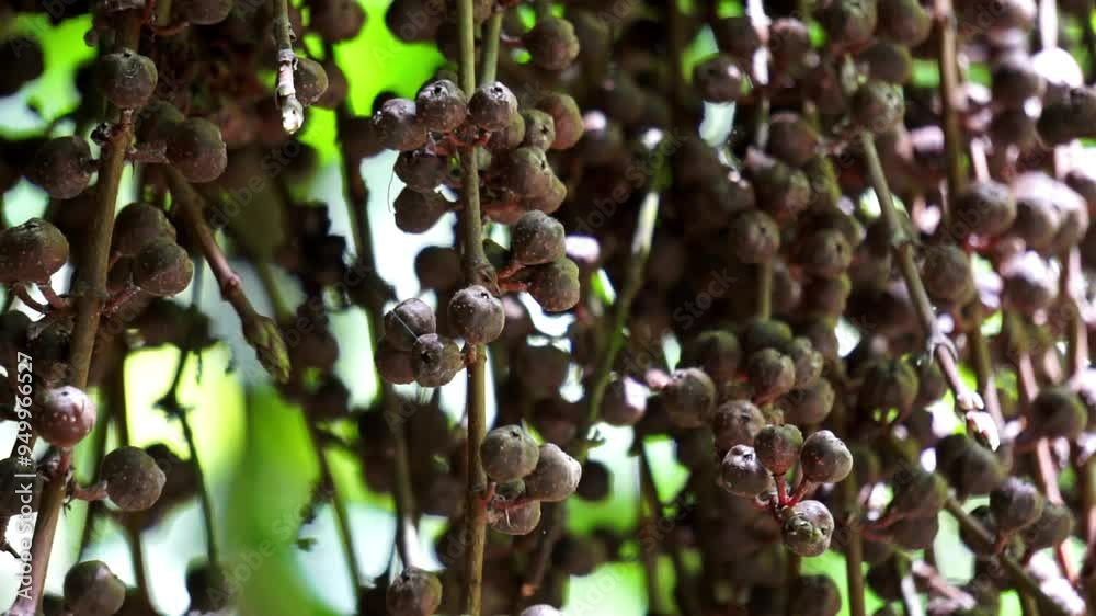 Ficus Pungens fruit. Ficus is a genus of about 850 species of woody ...