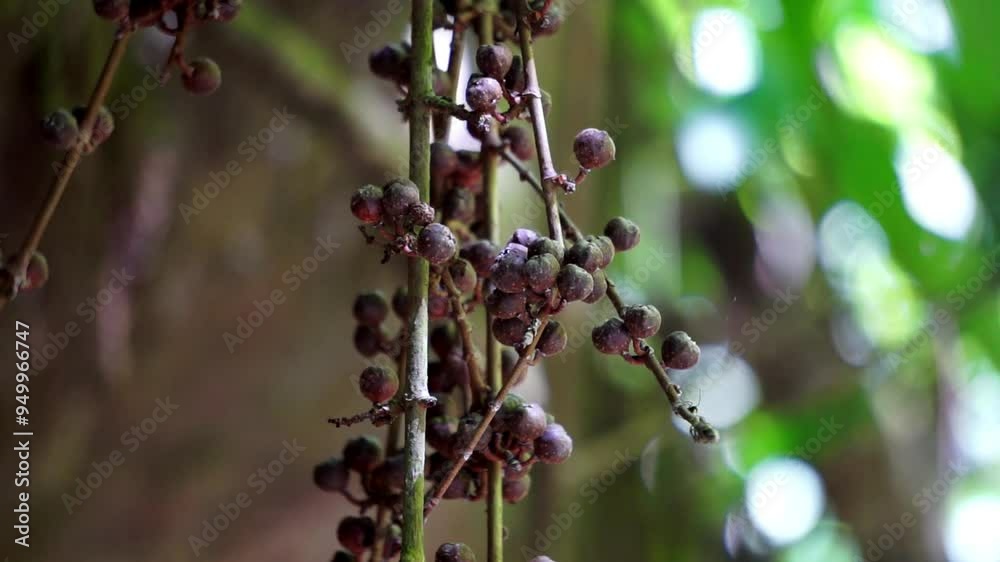 Ficus Pungens fruit. Ficus is a genus of about 850 species of woody ...