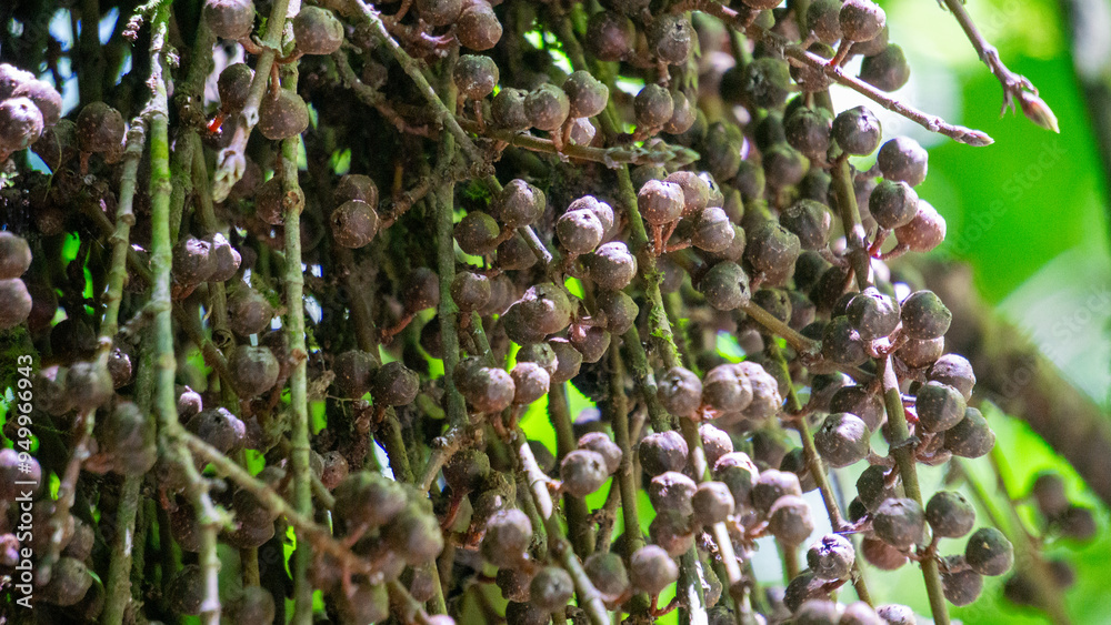 Ficus Pungens fruit. Ficus is a genus of about 850 species of woody ...