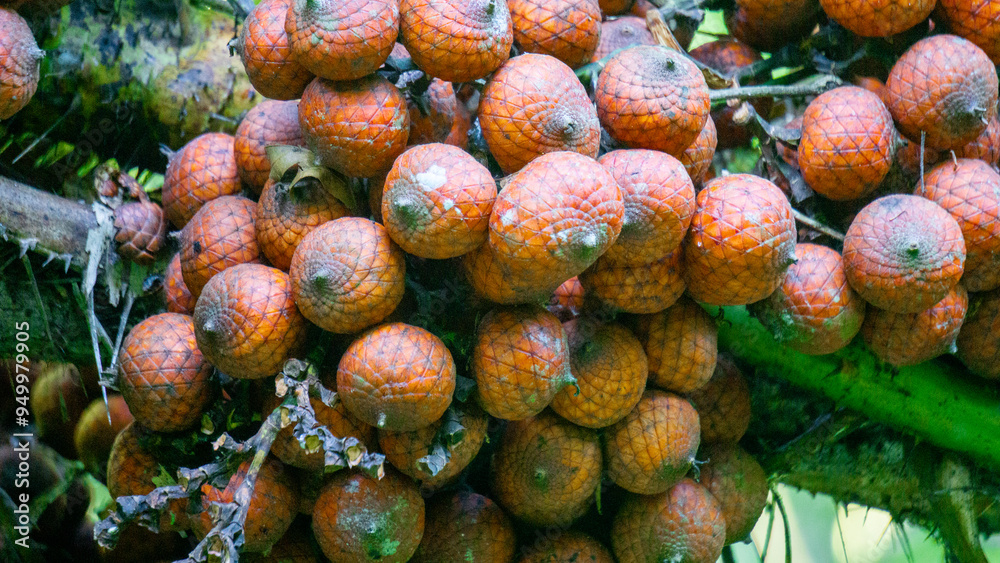 Ripe rattan fruit on the tree. The rattan fruit is edible, the texture ...