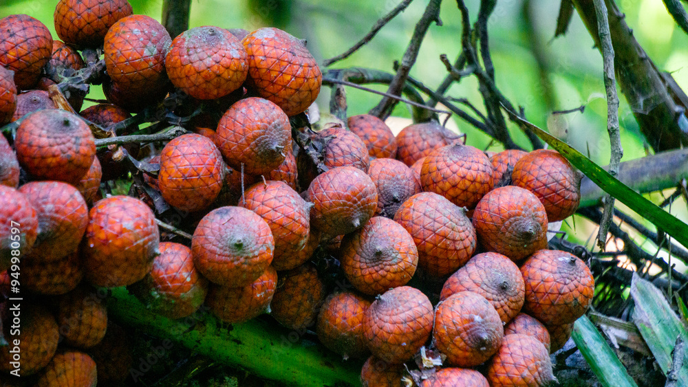 Ripe rattan fruit on the tree. The rattan fruit is edible, the texture ...