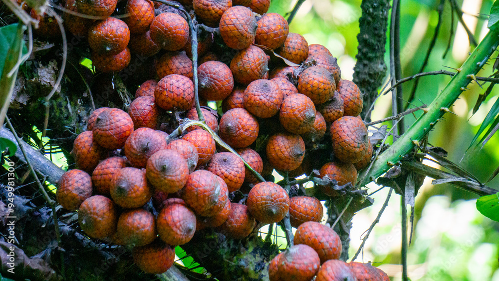 Ripe rattan fruit on the tree. The rattan fruit is edible, the texture ...