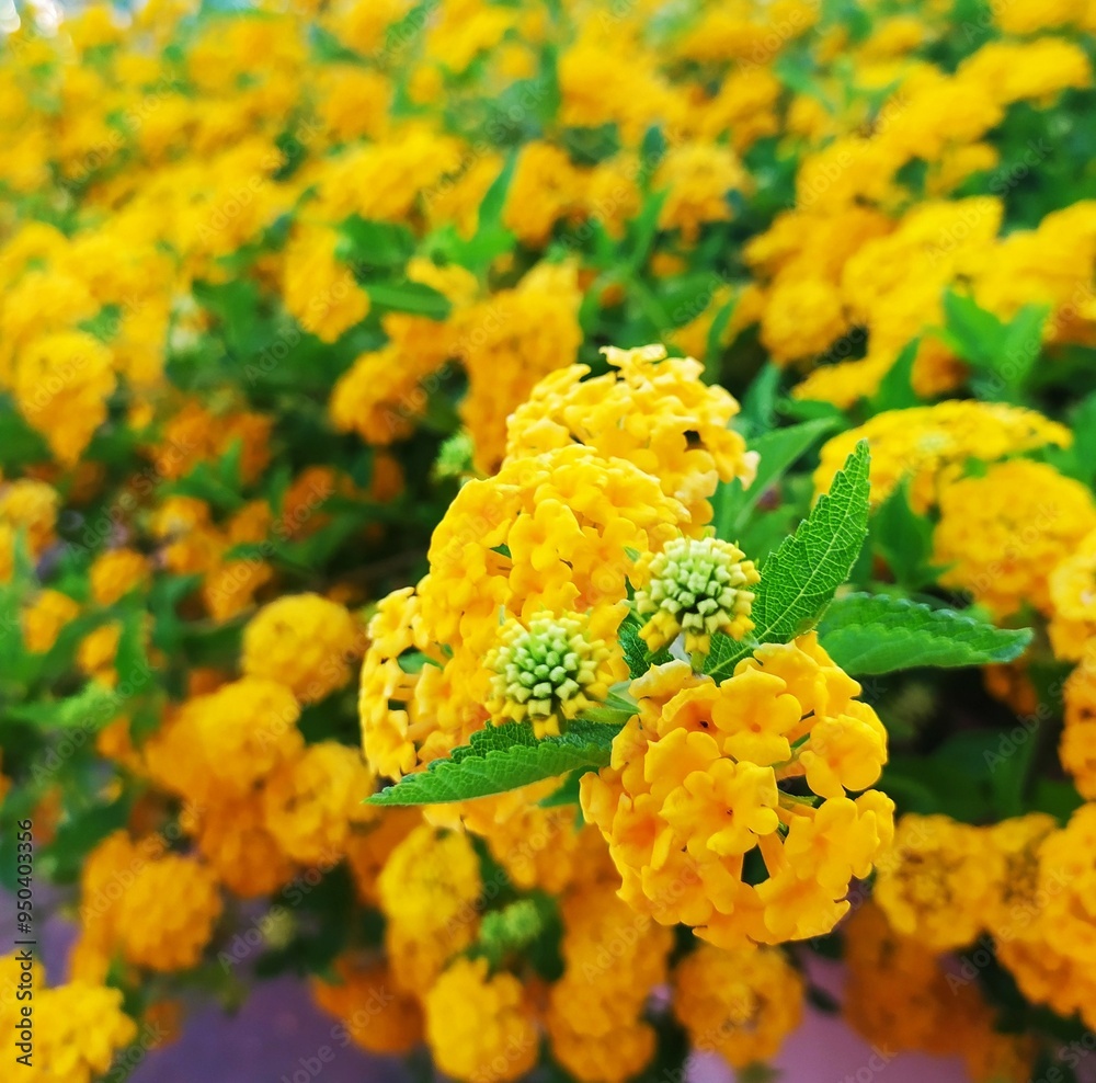 Lantana camara yellow, common lantana plant in bloom in the garden ...