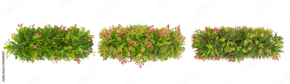 3d rendering of lilly pilly plants on transparent background from top ...