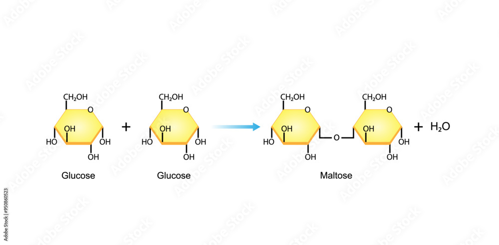 Maltose, malt sugar, chemical structure. Disaccharide Molecule. Glucose ...