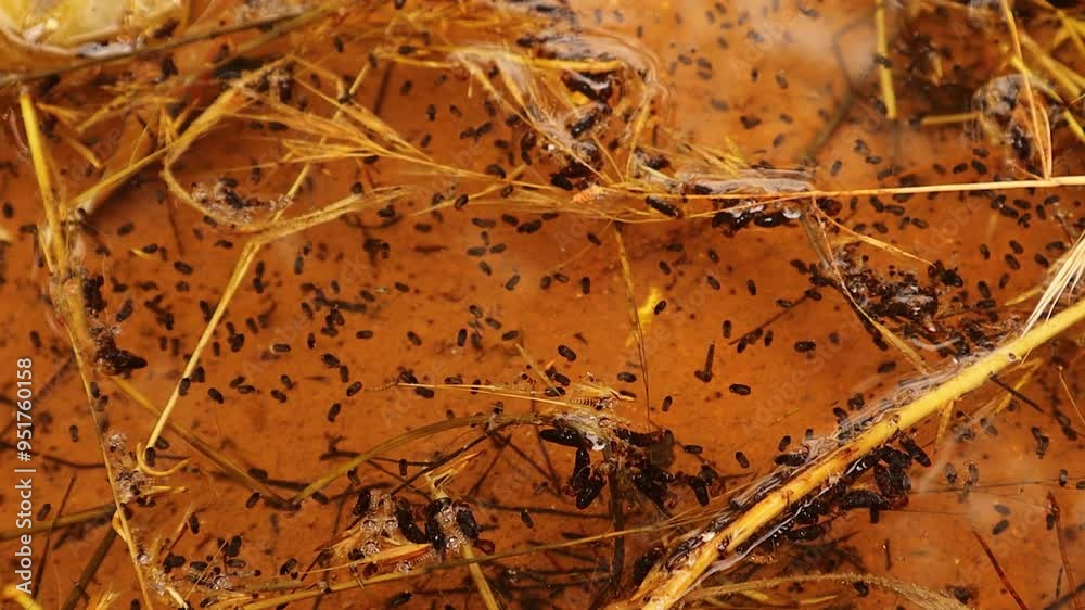Mosquito larvae and pupae in a stagnant pool of water. larva hangs ...