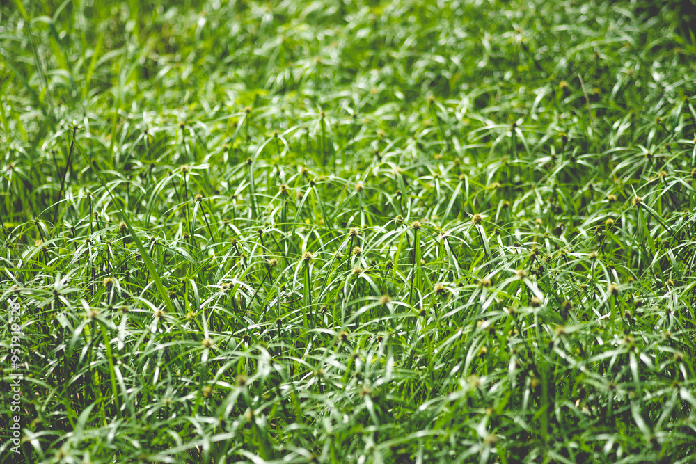 why cyperus tuber is not difficult for us to come across this plant ...