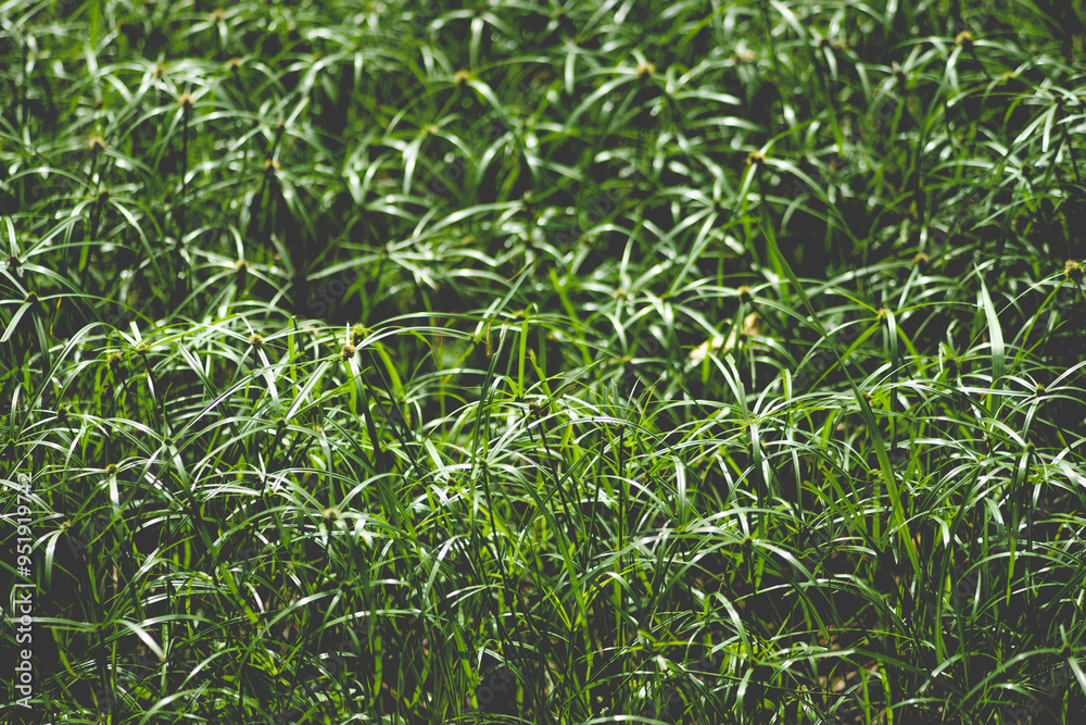 why cyperus tuber is not difficult for us to come across this plant ...