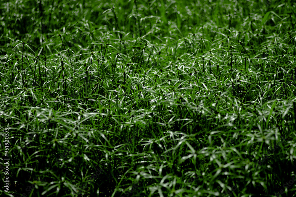 why cyperus tuber is not difficult for us to come across this plant ...