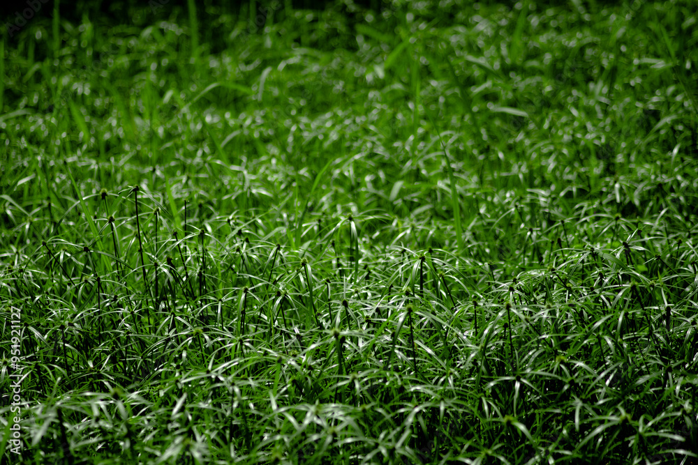 why cyperus tuber is not difficult for us to come across this plant ...