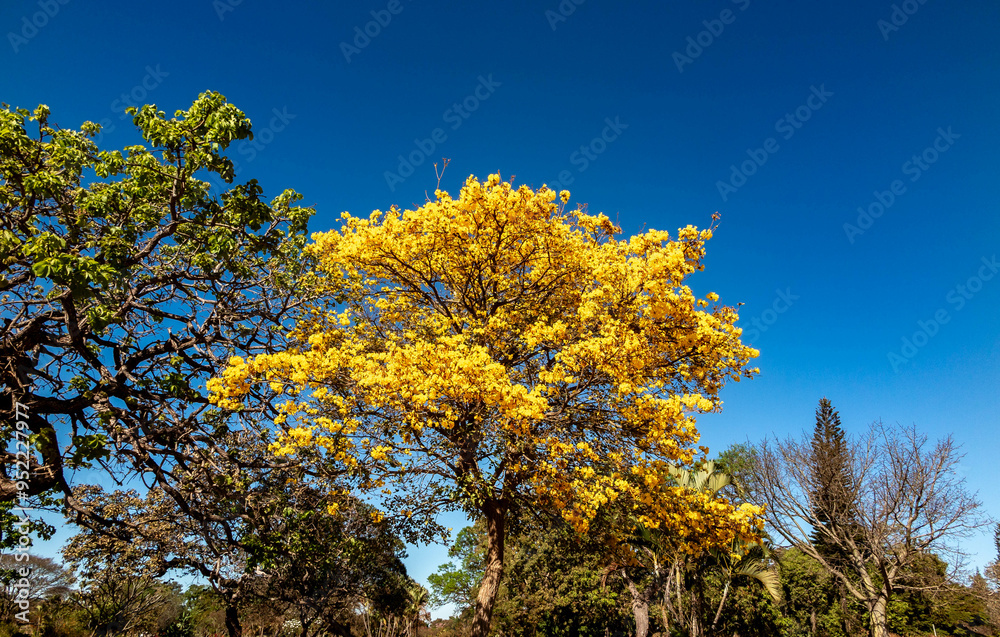 Golden trumpet tree, aka Yellow Ipe. Tabebuia Alba tree, Handroanthus ...