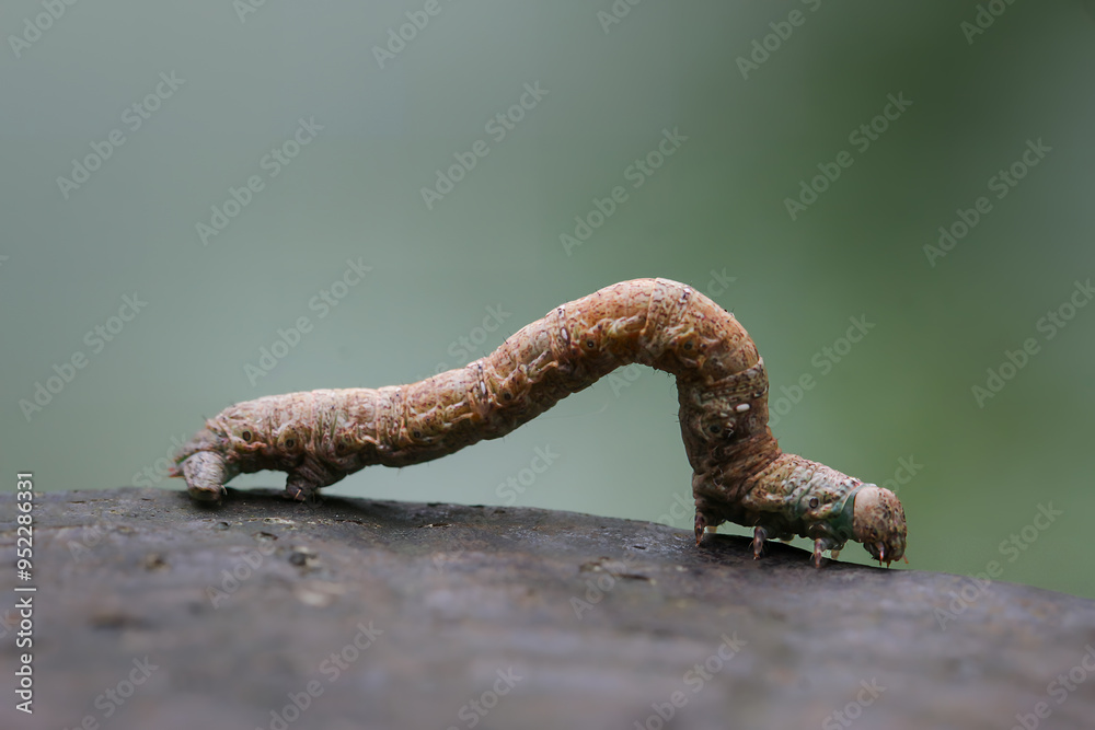 Macro photo of brown inchworm camouflaged on tree bark. The caterpillar's slender body blends ...