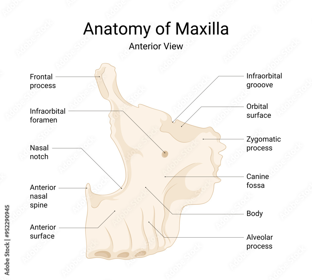 Anatomy of Maxilla Anterior View Stock Vector | Adobe Stock