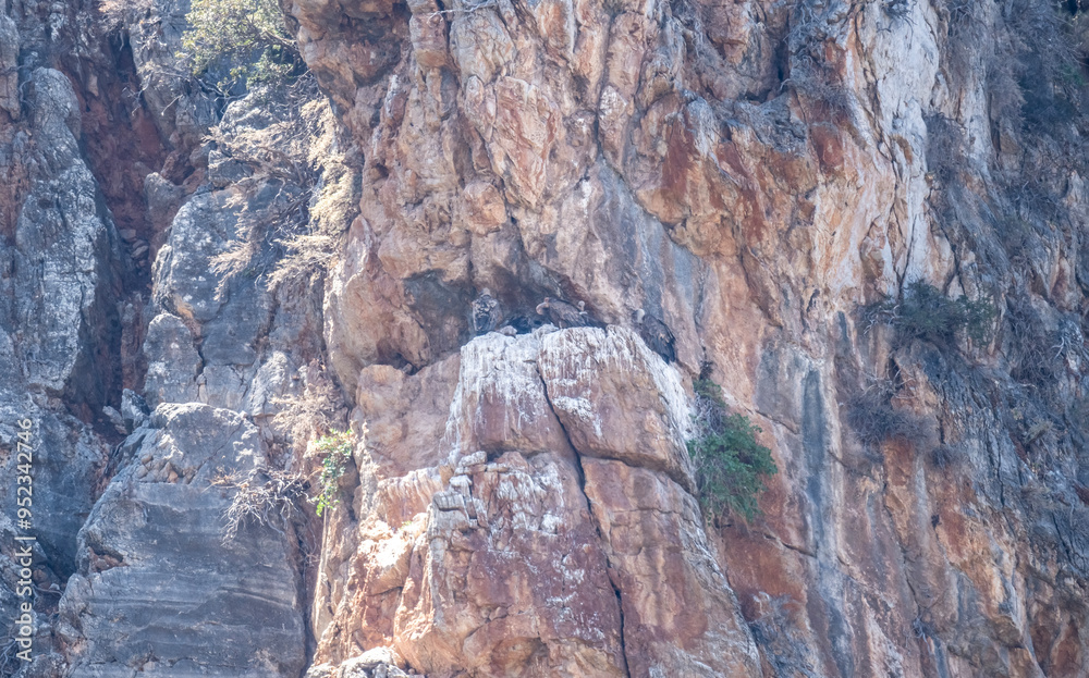griffon vulture hunting in natural conditions in summer on the island ...