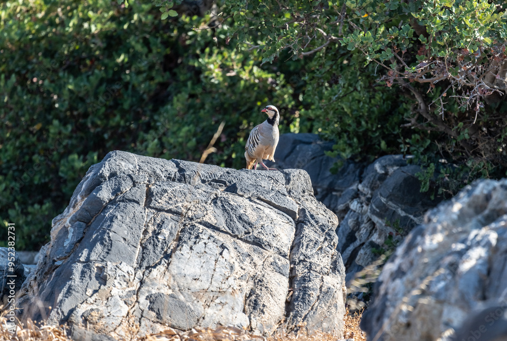 griffon vulture hunting in natural conditions in summer on the island ...