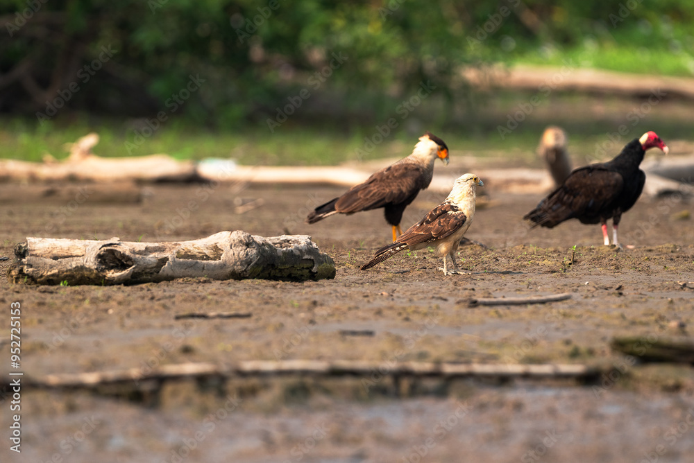 Tres aves de diferentes especies en una foto, dos rapaces y un ...