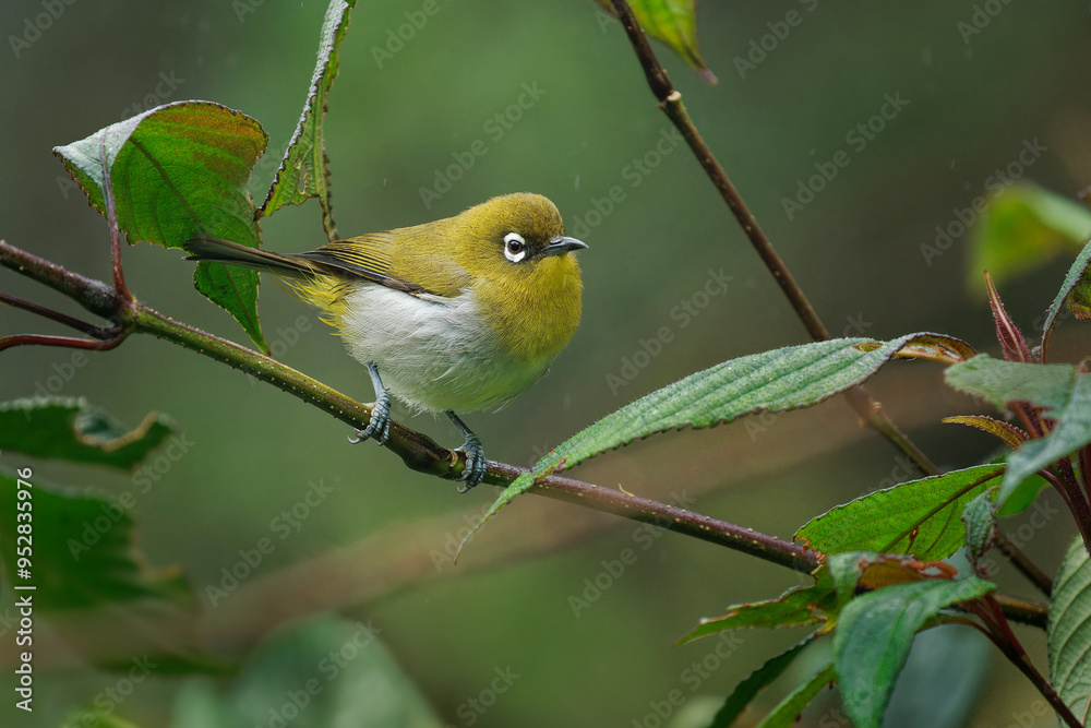 Sri Lanka white-eye Zosterops ceylonensis small passerine bird endemic ...
