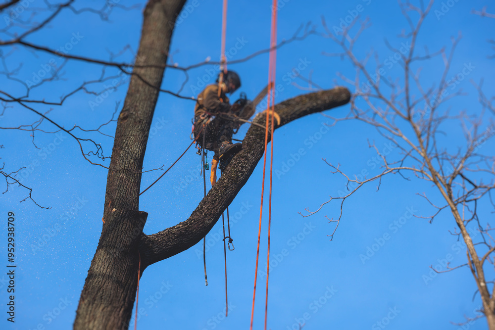 Arborist tree surgeon cutting and trimming tree branches with chainsaw ...