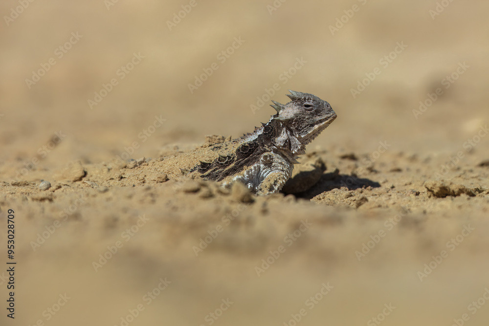 Horned lizards (Phrynosoma), also known as horny toads or horntoads ...