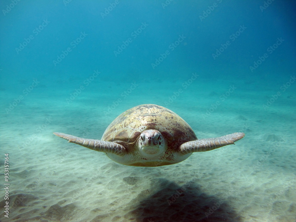 Big Green turtle . Green turtles are the largest of all sea turtles. A ...