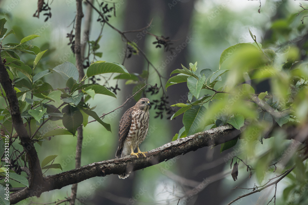 Juvenile Shikra is in its habitat. The Shikra (Accipiter badius) is a ...