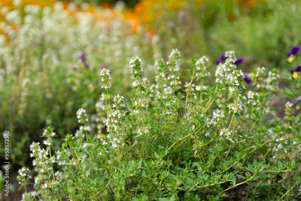 Garden Herbs. Growing and harvesting sage, thyme, rosemary, laurel and ...