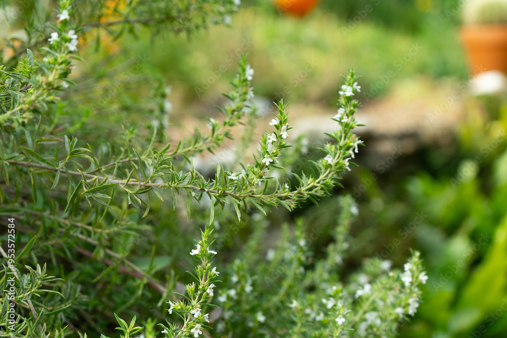 Garden Herbs. Growing and harvesting sage, thyme, rosemary, laurel and ...