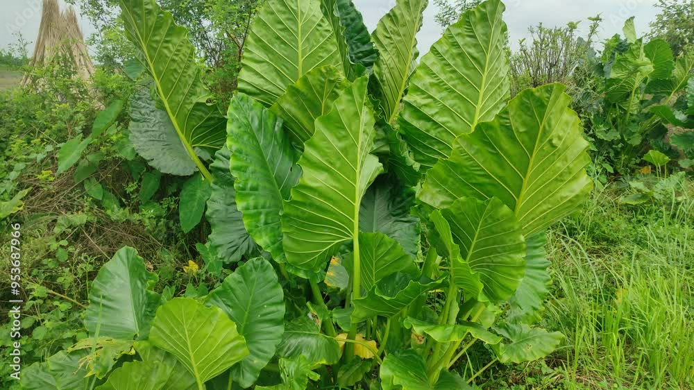 taro leaves (Colocasia esculenta, taro) with natural background ...