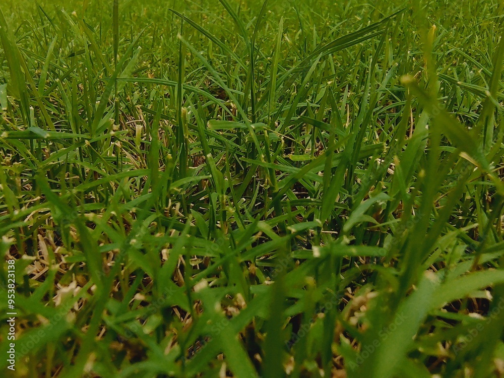 Comprehensive Lawn Care and Grass Management: Stunning Stock ...