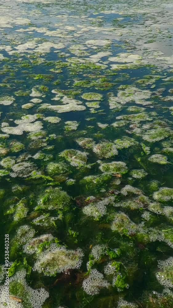 Vertical video, Top view of Floating islands of Green algae plucked during a storm floating on ...