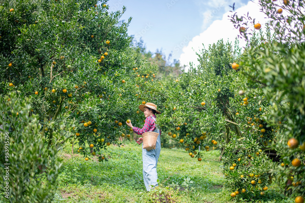 Beautiful woman gardener in a citrus orchard, picking oranges with a ...