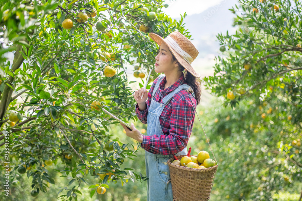 Beautiful woman gardener in a citrus orchard, picking oranges with a ...