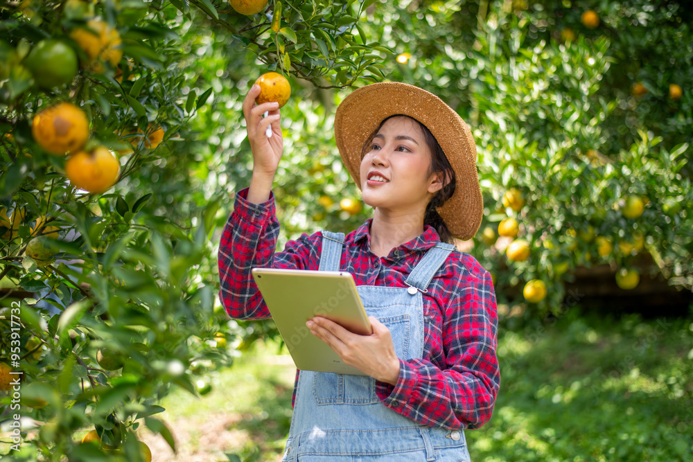 Beautiful woman gardener in a citrus orchard, picking oranges with a ...