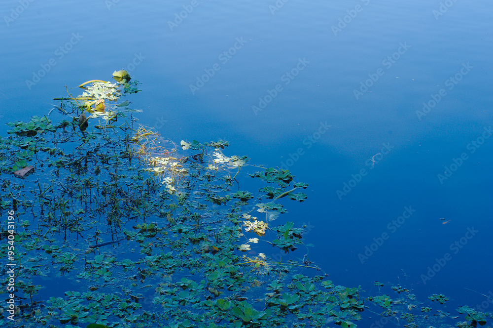 Overhead wide view of lotus flower water lettuce in the early morning ...