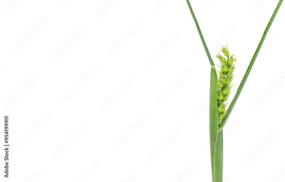 Field, Coast or coastal Sandbur or Sandspur sand spur - Cenchrus ...